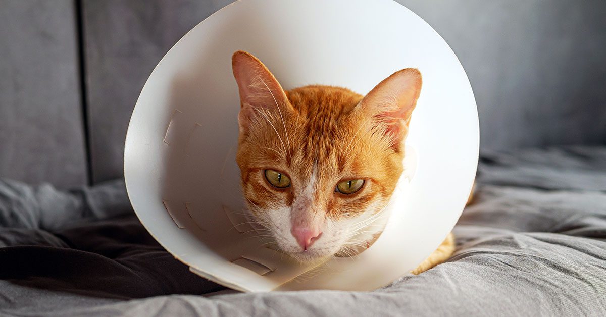Cat Surgery in Vancouver, WA | Feline Medical Clinic